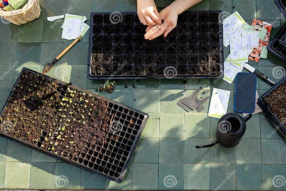 Processo De Sementeira De Sementes Em Tabuleiros De Sementeira Imagem ... Processo De Sementeira De Sementes Em Tabuleiros De Sementeira Imagem ...