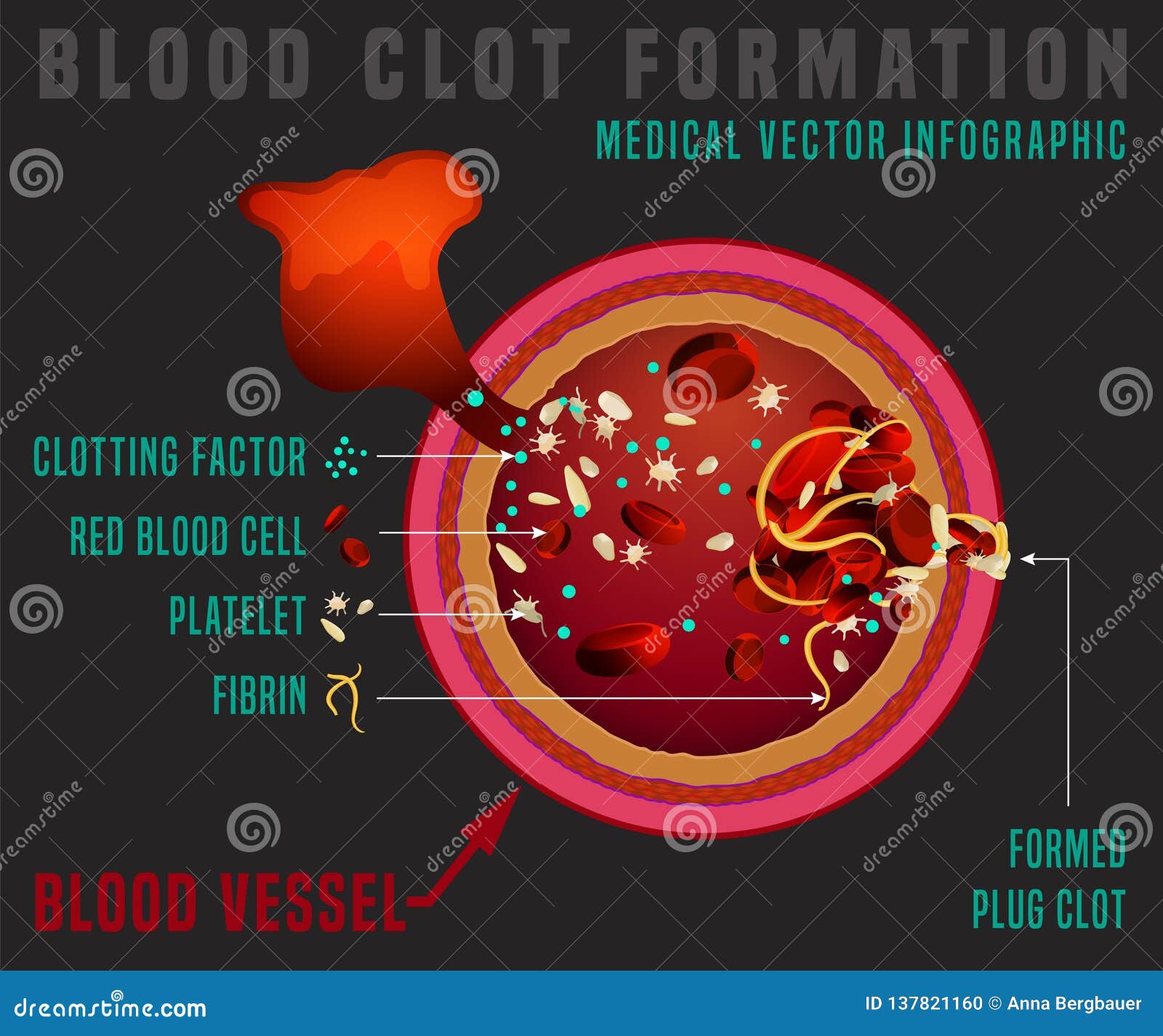 Processo Di Coagulazione Del Sangue Illustrazione Vettoriale ...