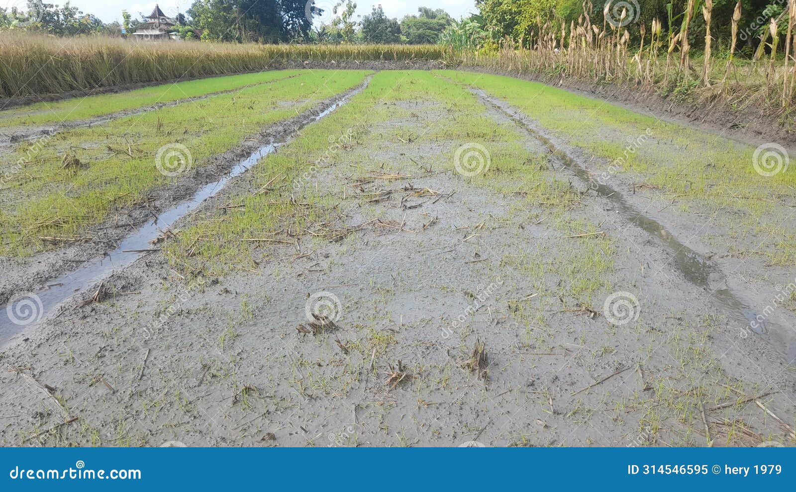 Processus D'ensemencement Du Riz Dans Les Zones Rurales Image stock ...