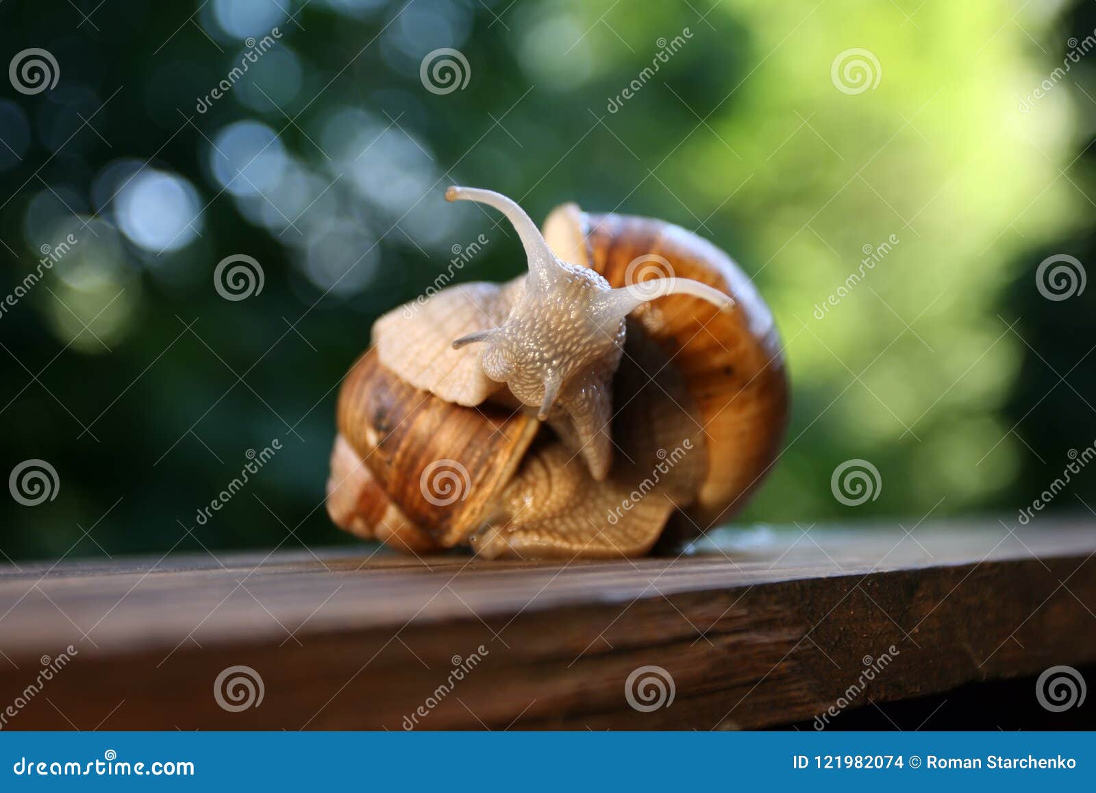 Processus De Reproduction De Deux Escargots Photo stock - Image of ...