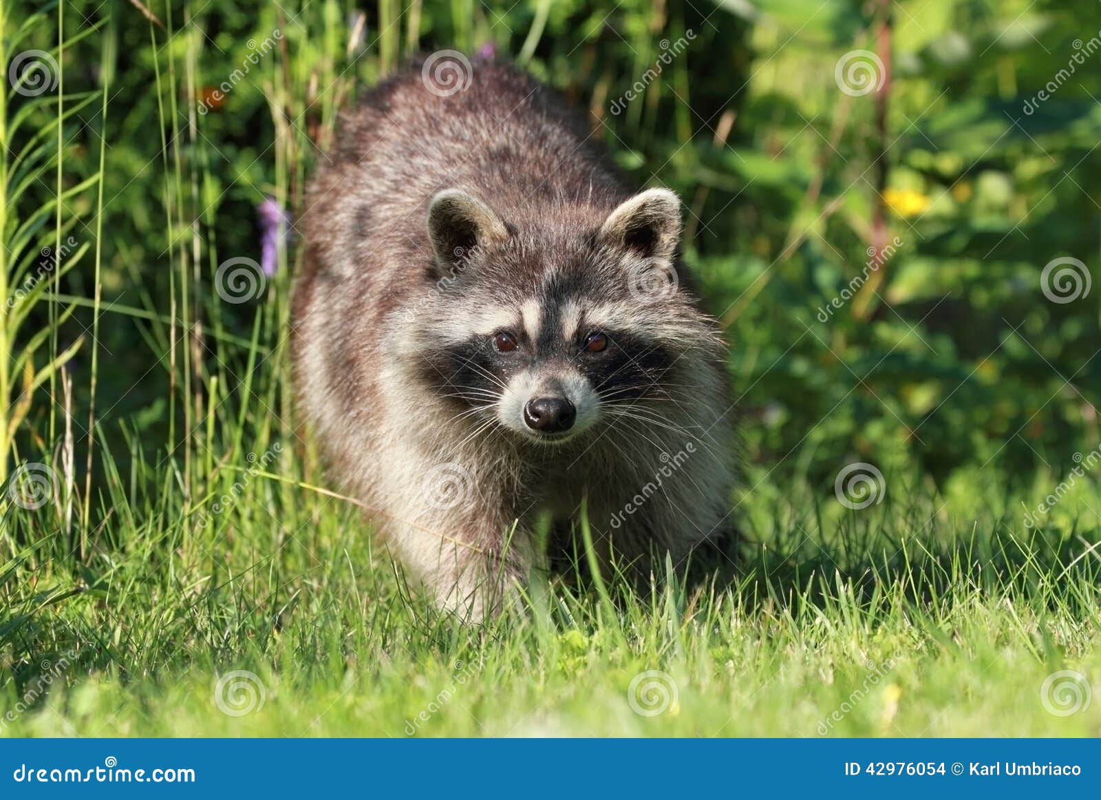 Procione in erba fotografia stock. Immagine di camminare - 42976054