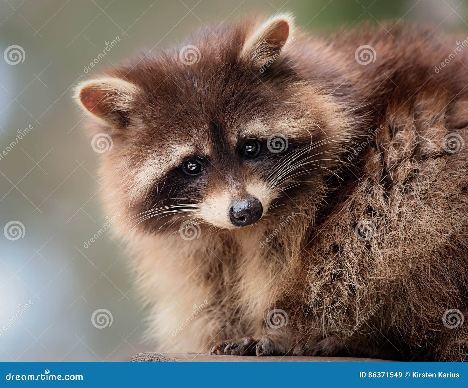 Procione Lavatore - Lotor Del Procyon Immagine Stock - Immagine di ...