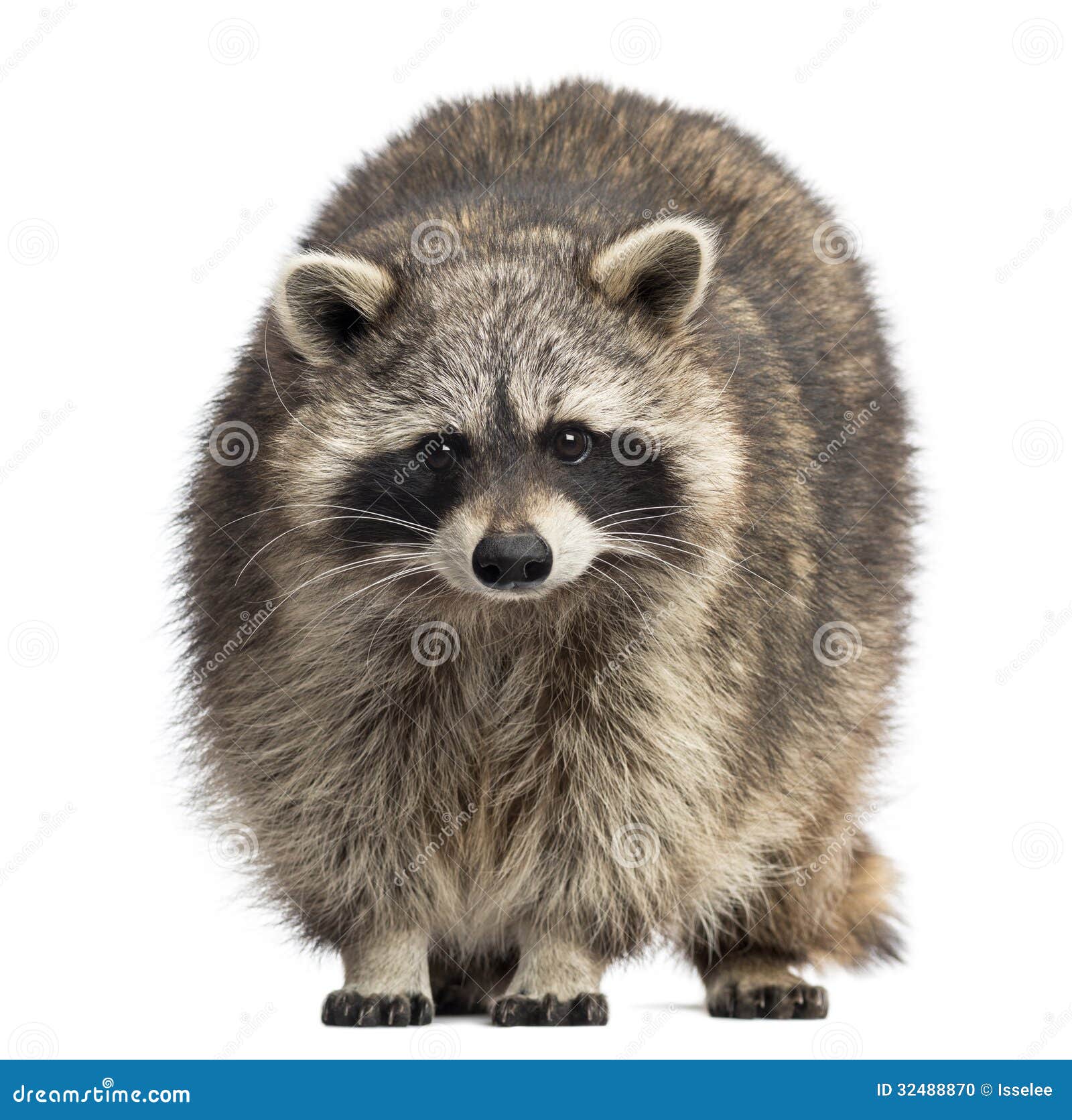 Procione Lavatore, Procyon Iotor, Stante Fotografia Stock - Immagine di ...