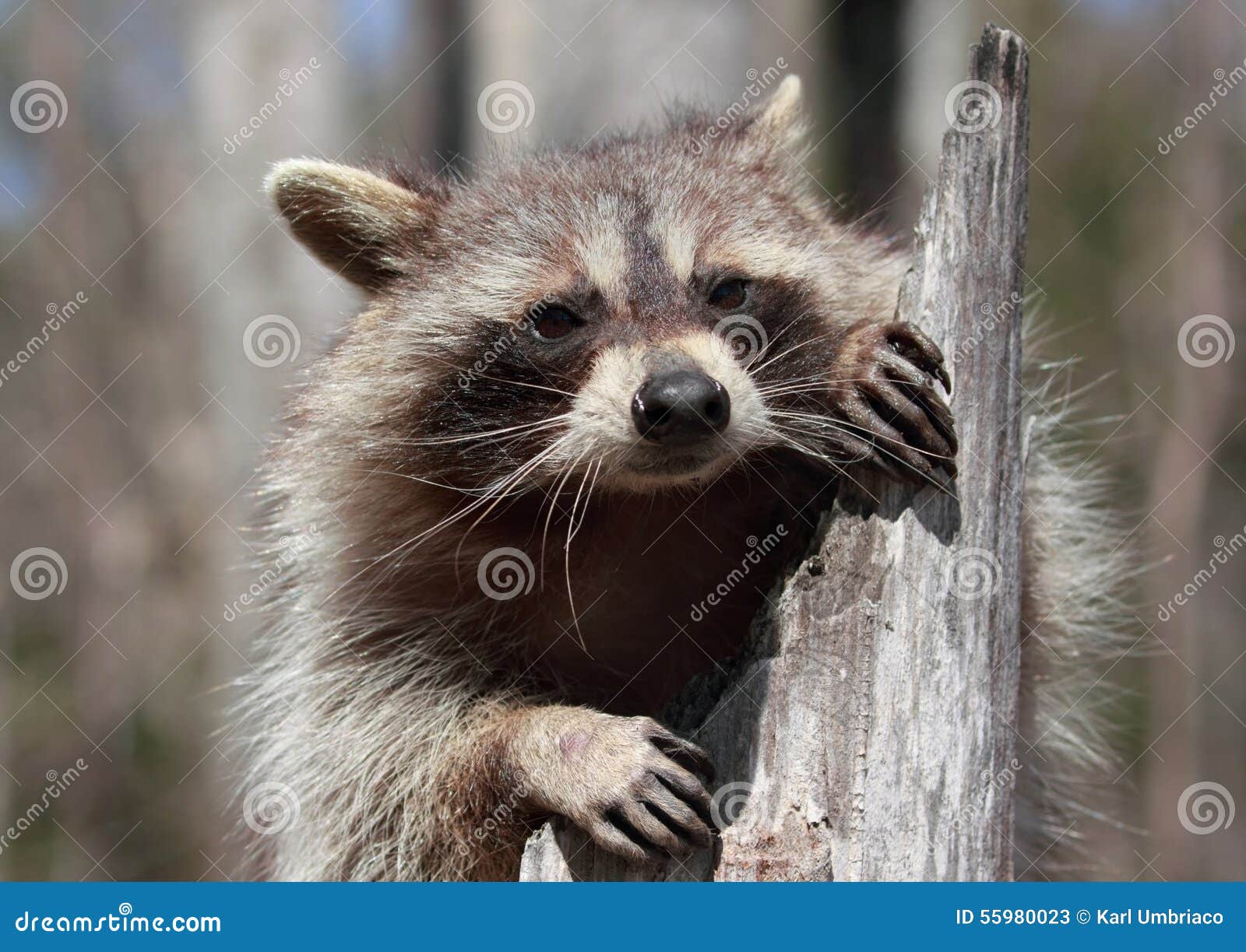 Procione in natura immagine stock. Immagine di ritratto - 55980023