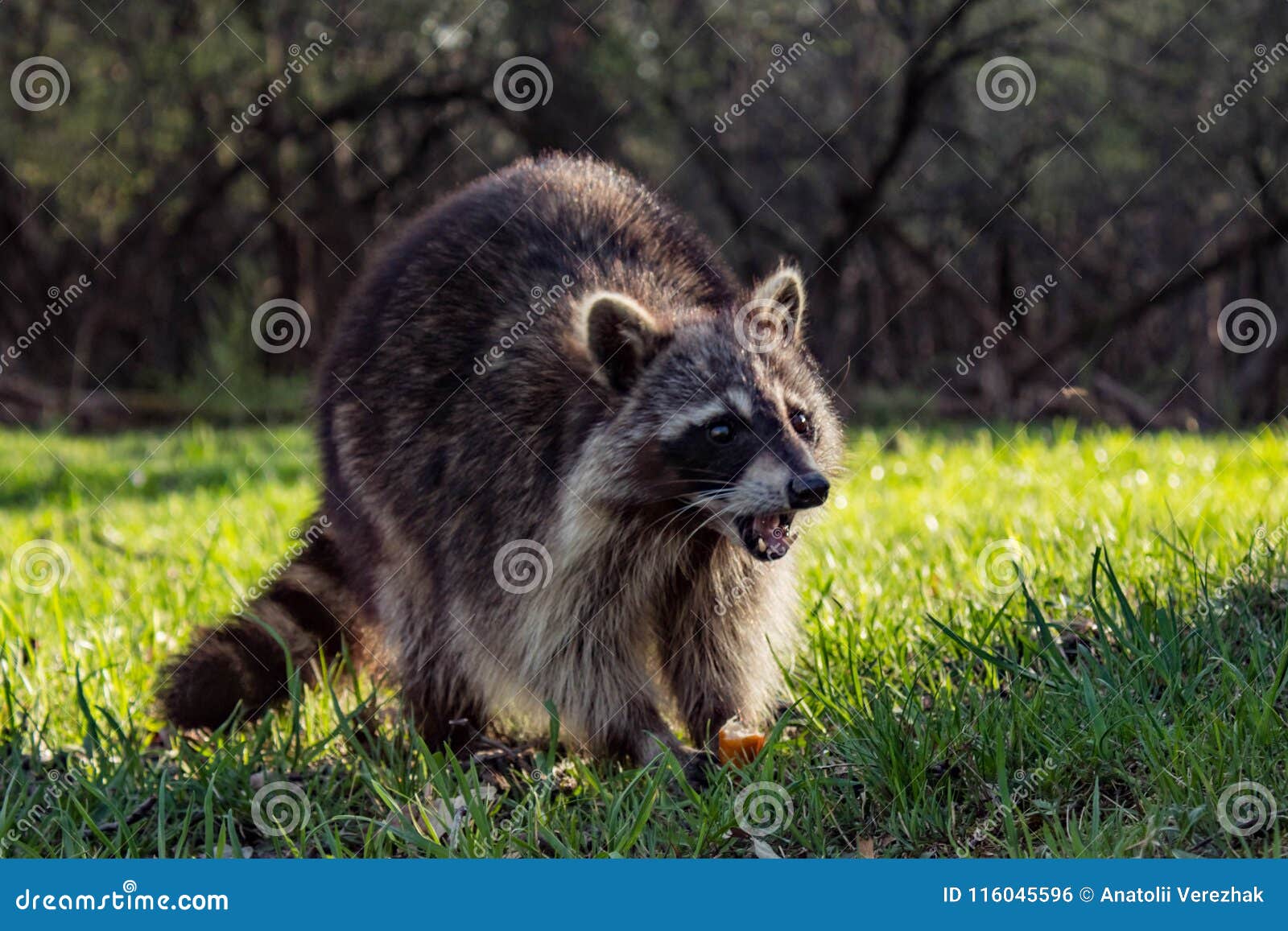 Procione Selvaggio Arrabbiato Fotografia Stock - Immagine di esotico ...