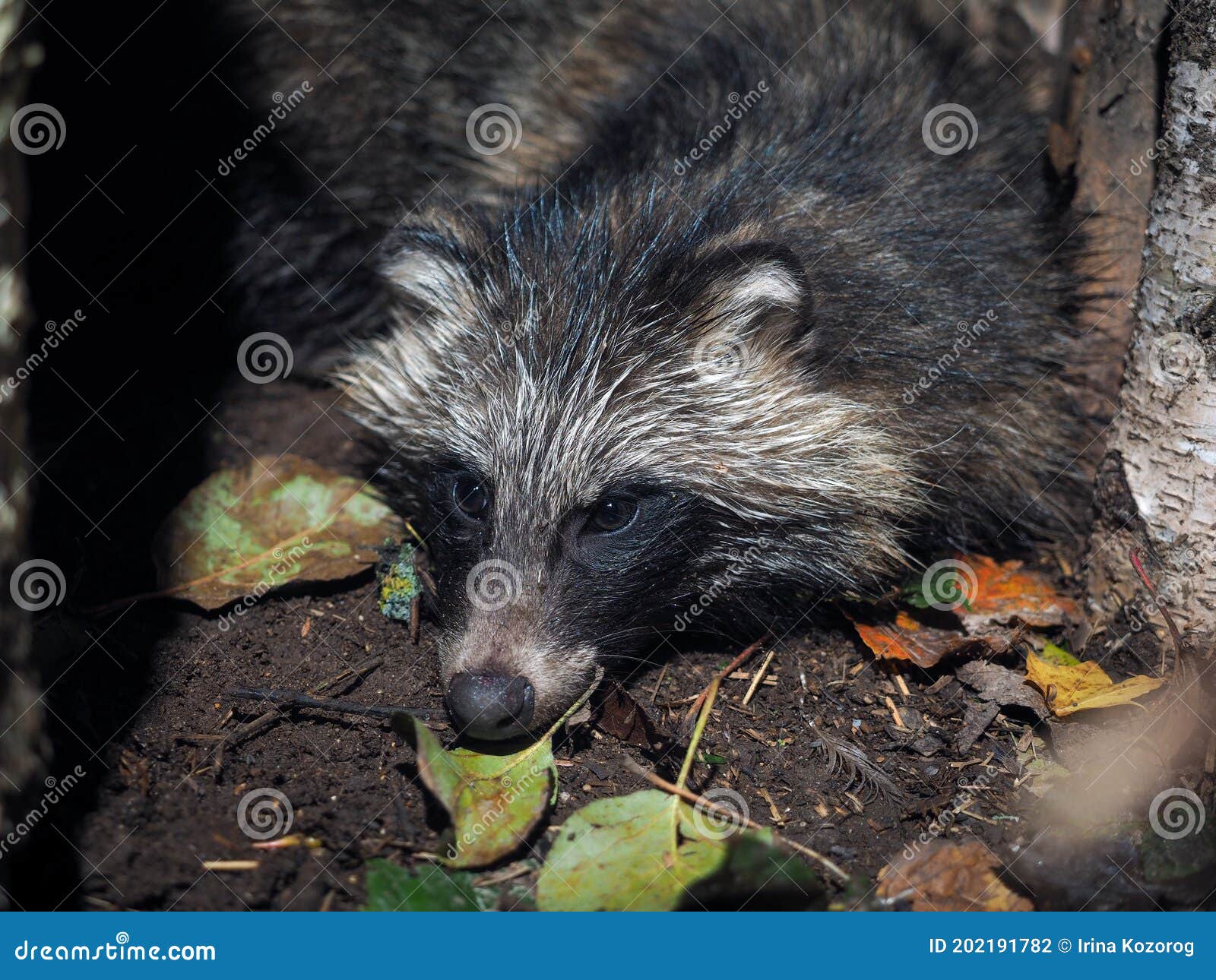 Procione selvatico fotografia stock. Immagine di campagna - 202191782
