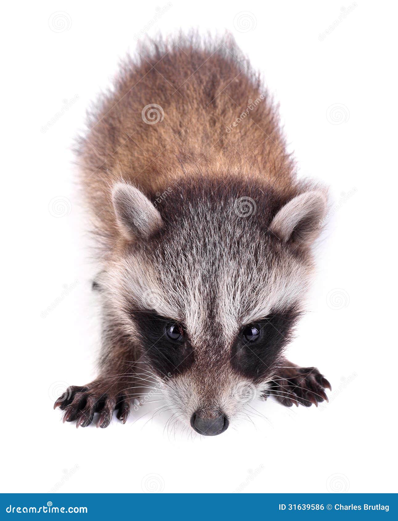 Procione su bianco fotografia stock. Immagine di animale - 31639586