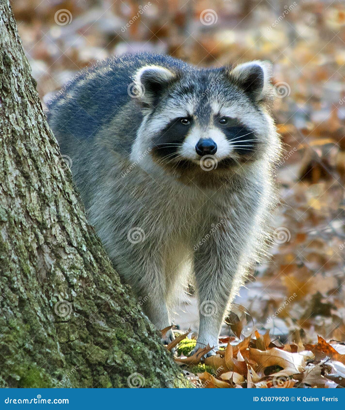 Procione in una foresta fotografia stock. Immagine di nord - 63079920