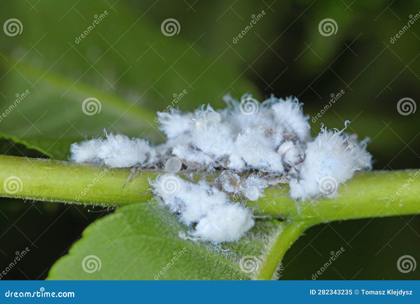 Prociphilus Bumeliae. a Colony of Hairy, Wax-covered Aphid Secretions ...