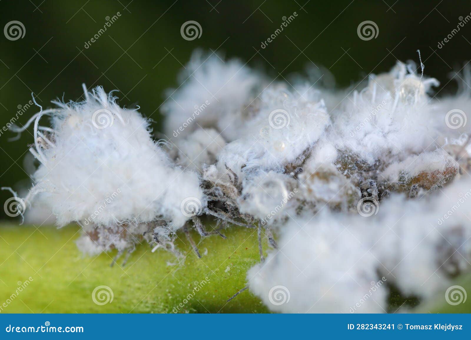 Prociphilus Bumeliae. a Colony of Hairy, Wax-covered Aphid Secretions ...
