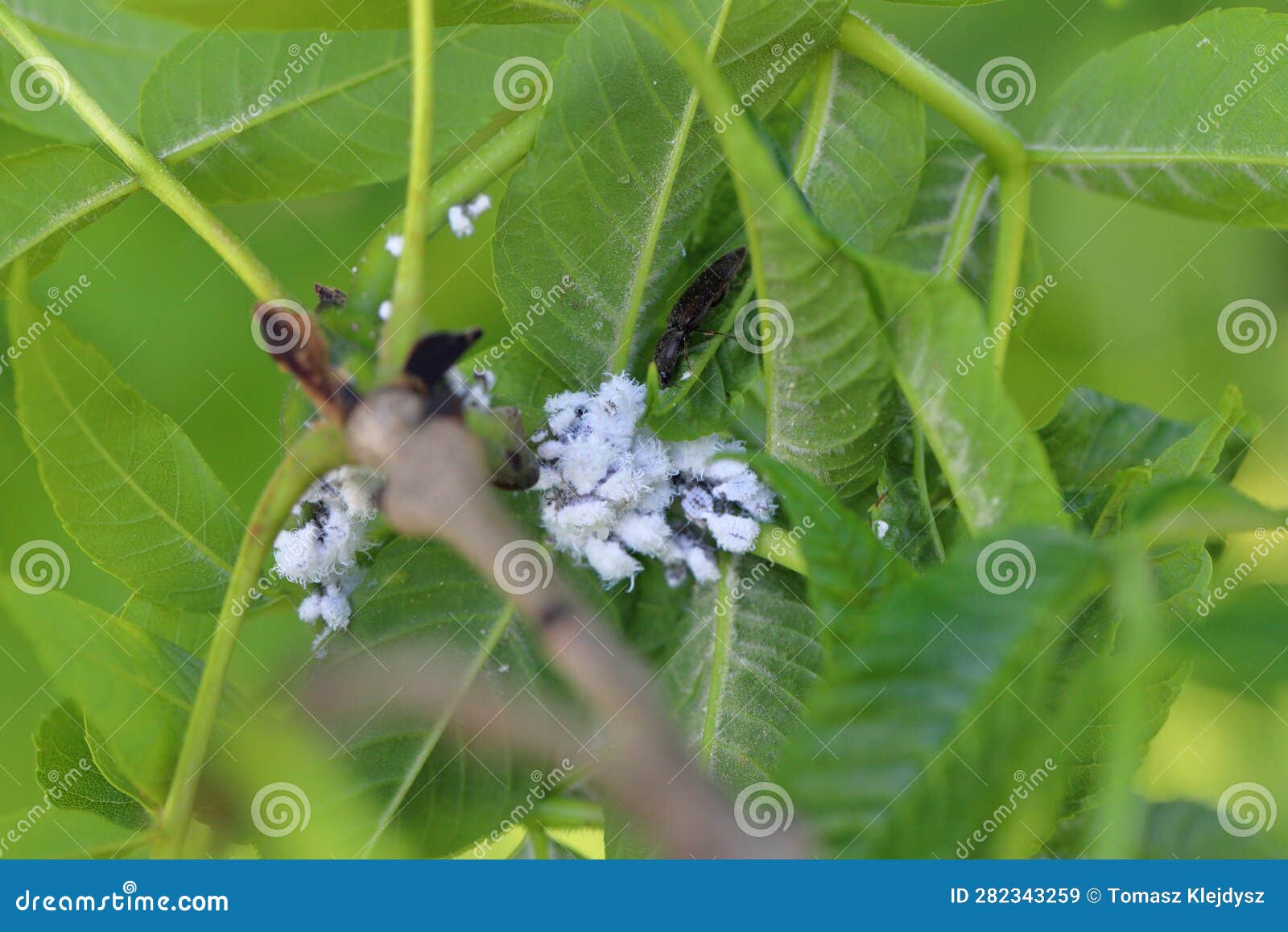 Prociphilus Bumeliae. a Colony of Hairy, Wax-covered Aphid Secretions ...