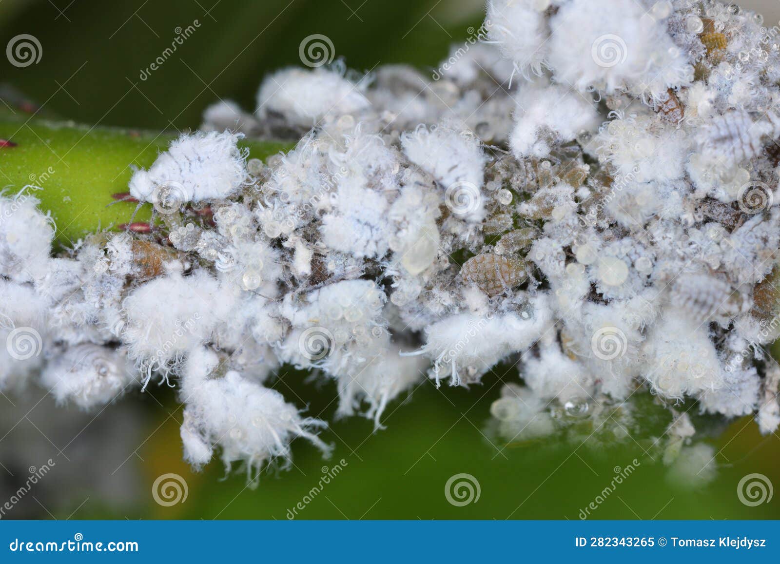 Prociphilus Bumeliae. a Colony of Hairy, Wax-covered Aphid Secretions ...