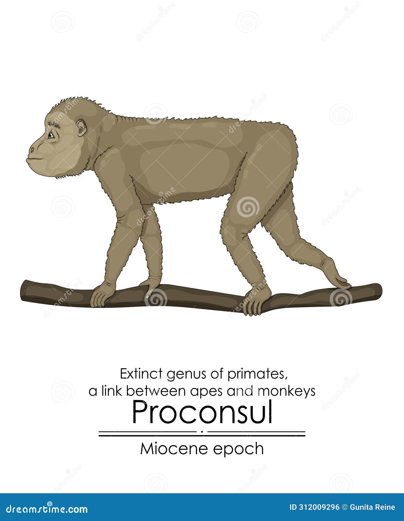 Proconsul, Extinct Genus of Primates Stock Vector - Illustration of ...