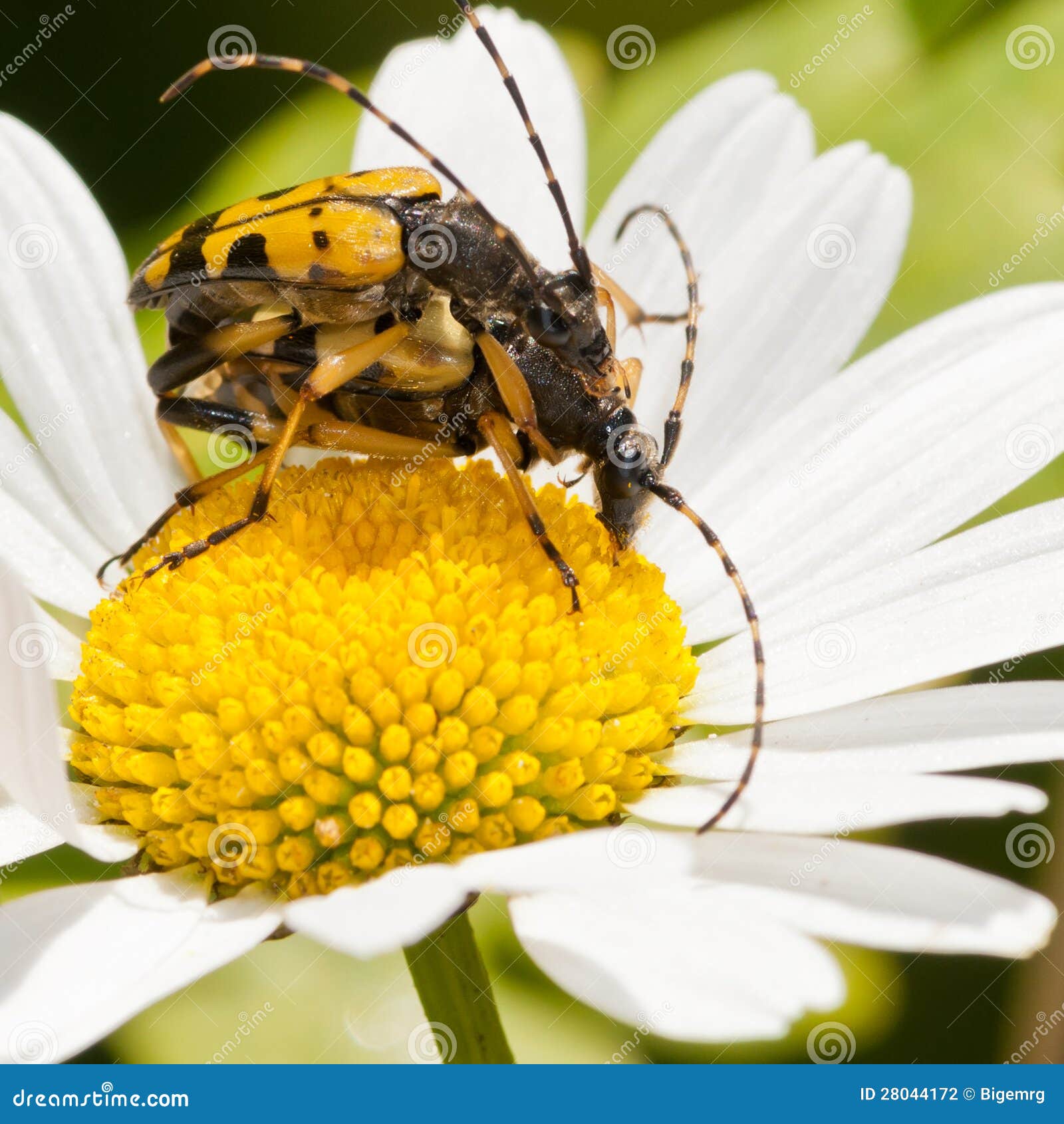 Procreation stock photo. Image of insect, maculata, stamen - 28044172