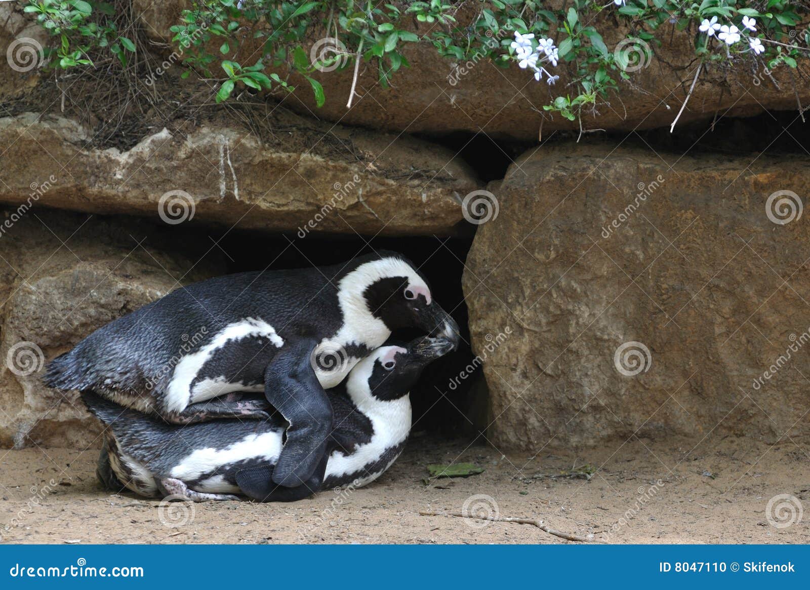 Procreation of pinguins stock photo. Image of bird, preservation - 8047110