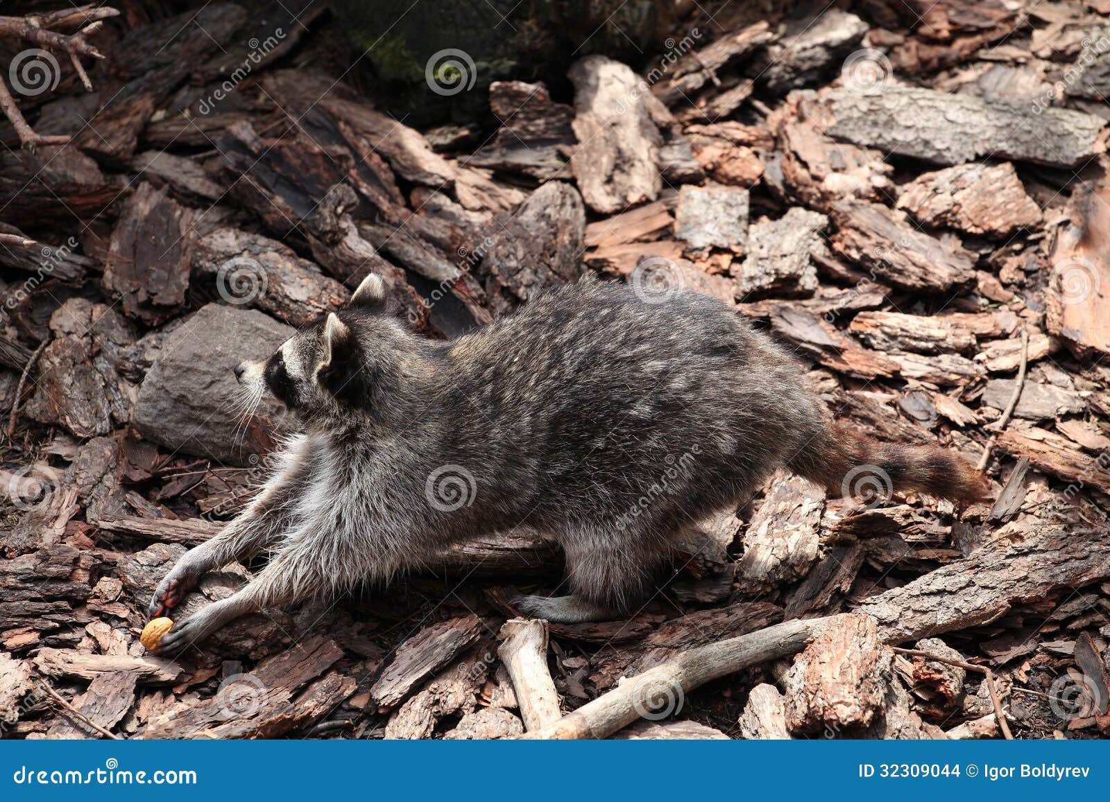 Procyon lotor stock photo. Image of mask, bandit, ponderosa - 32309044