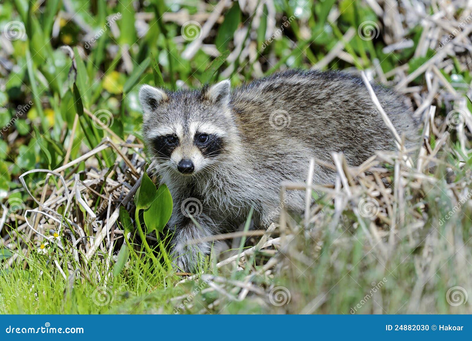 Procyon lotor, raccoon stock photo. Image of life, wildlife - 24882030