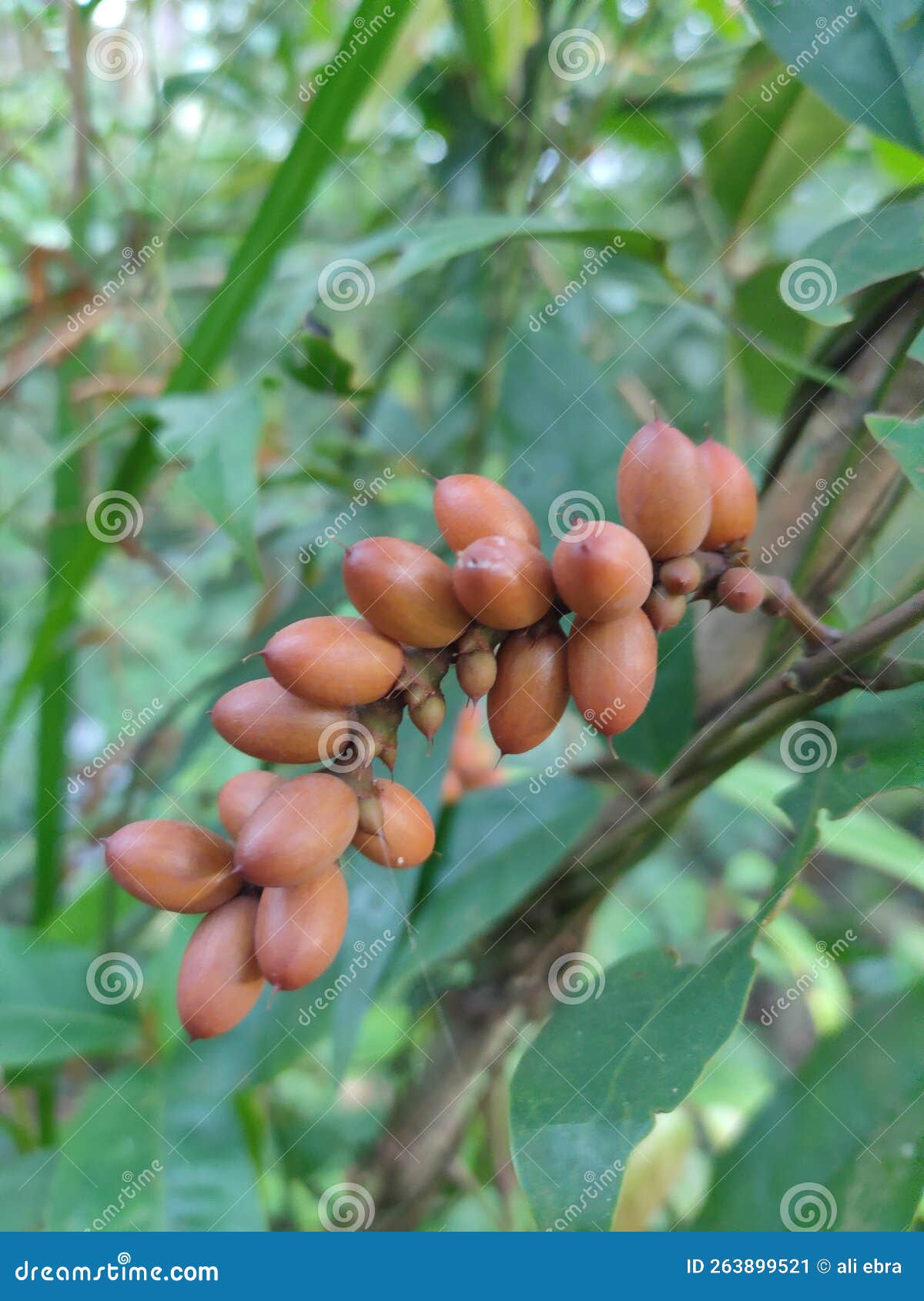 Produce tree crop stock image. Image of shrub, green - 263899521