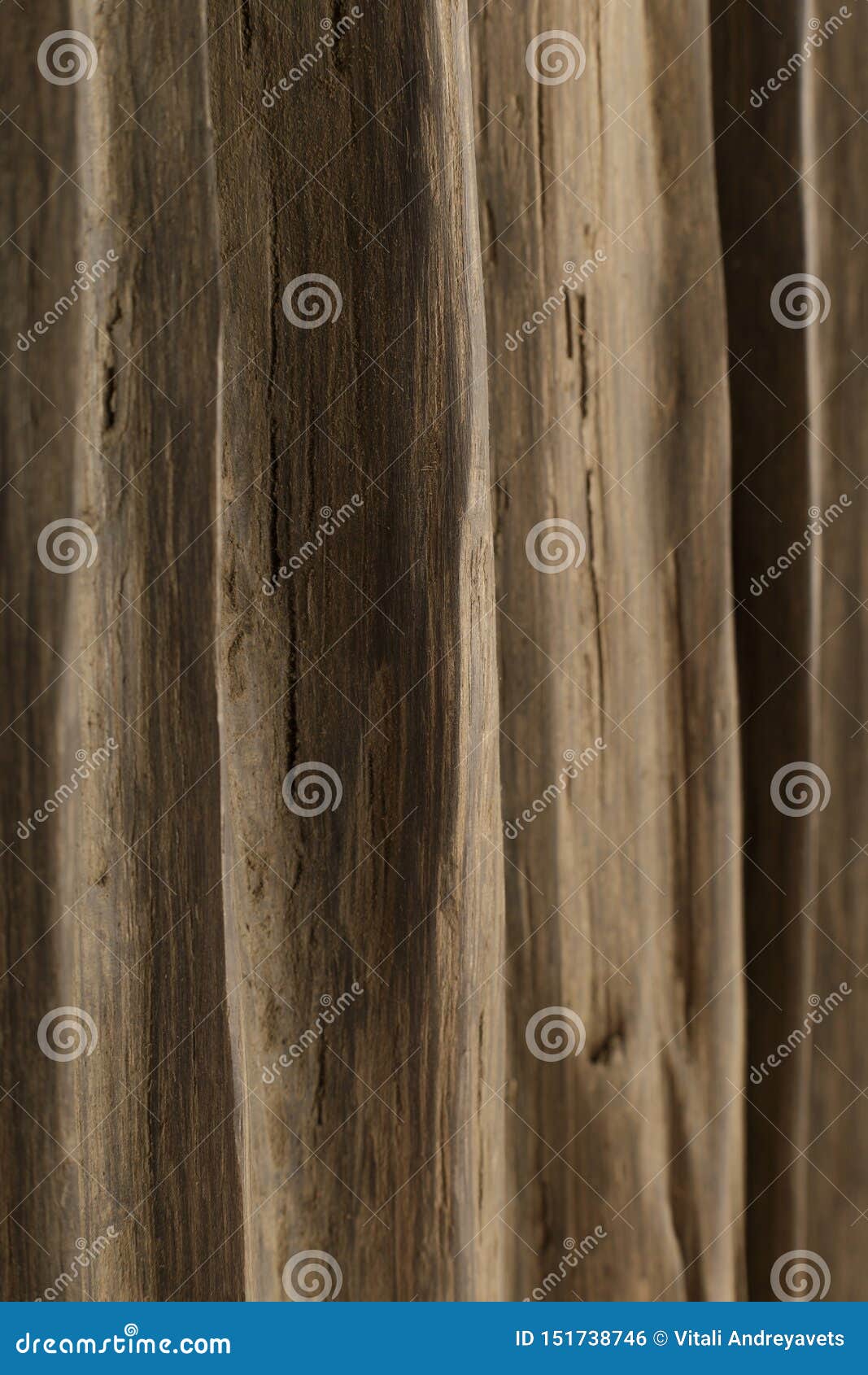 The Product of the Roots of Oak, the Texture of Oak. Stock Photo ...