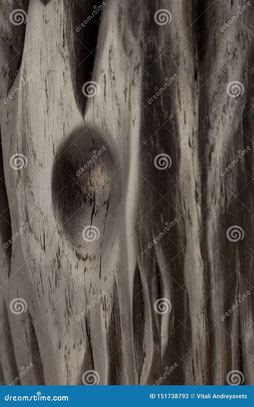 The Product of the Roots of Oak, the Texture of Oak. Stock Photo ...