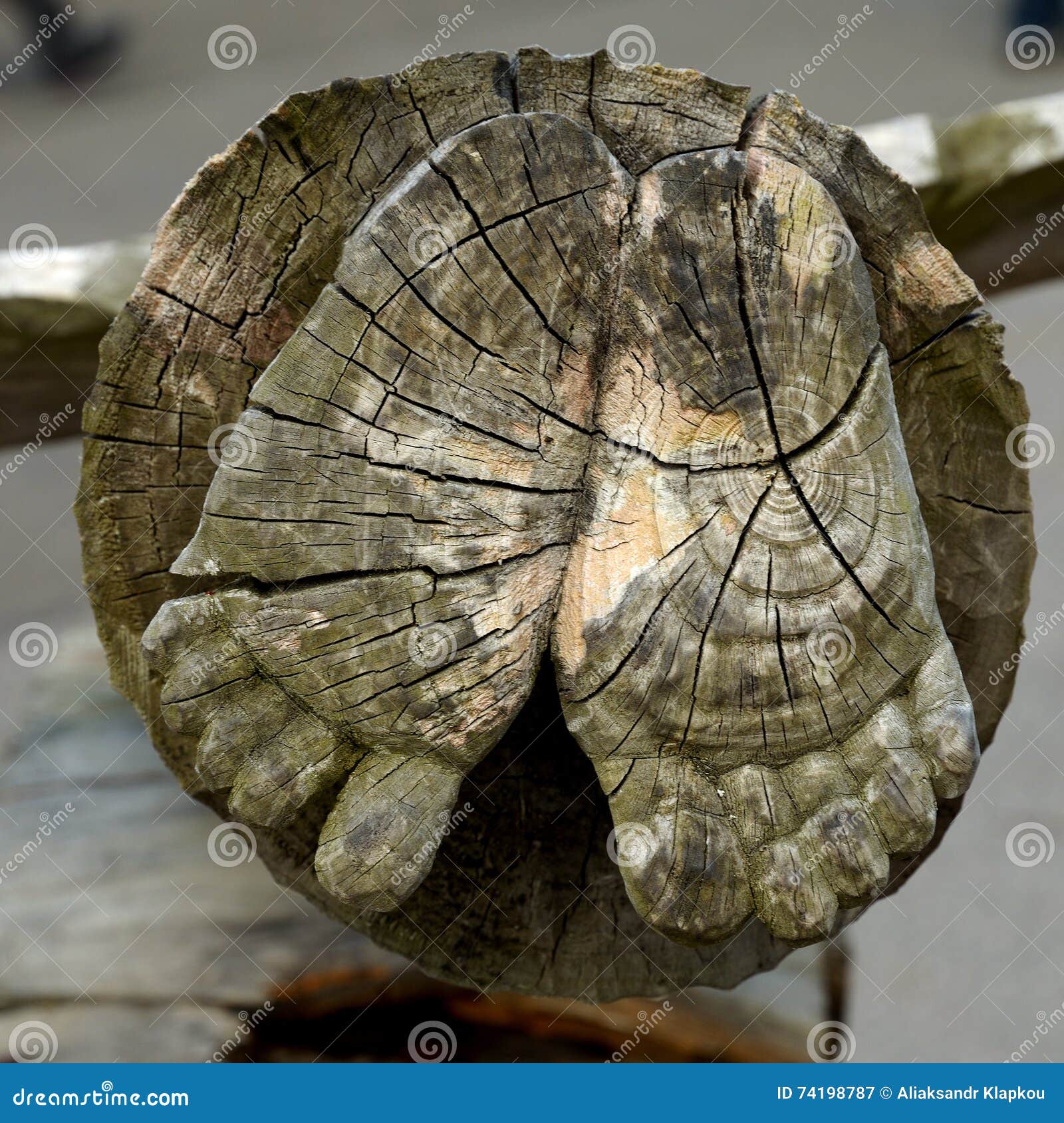 Product Wizard Cutting through the Tree. Stock Image - Image of wood ...