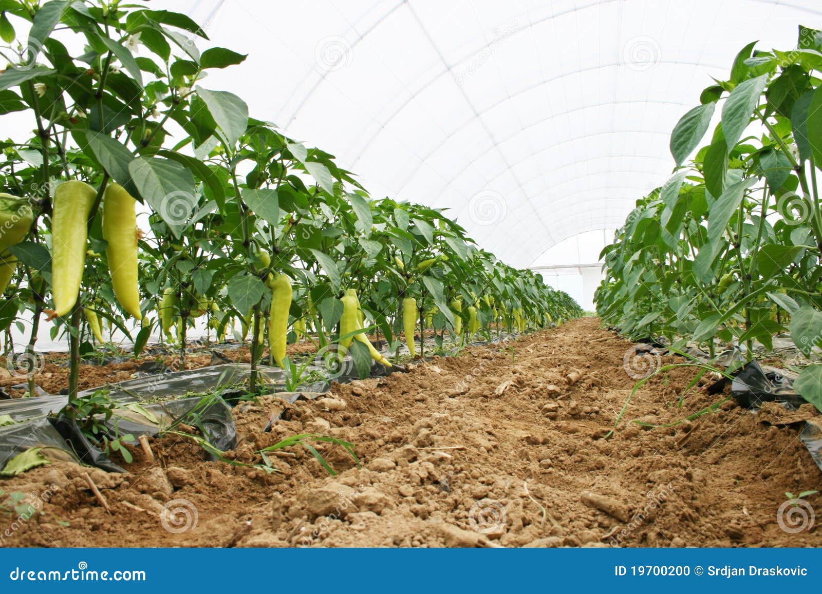 Production agricole photo stock. Image du nature, paprika - 19700200