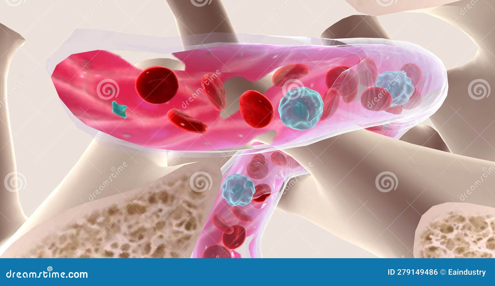 The Red Blood Cell Production Stock Photo - Image of inflammation ...