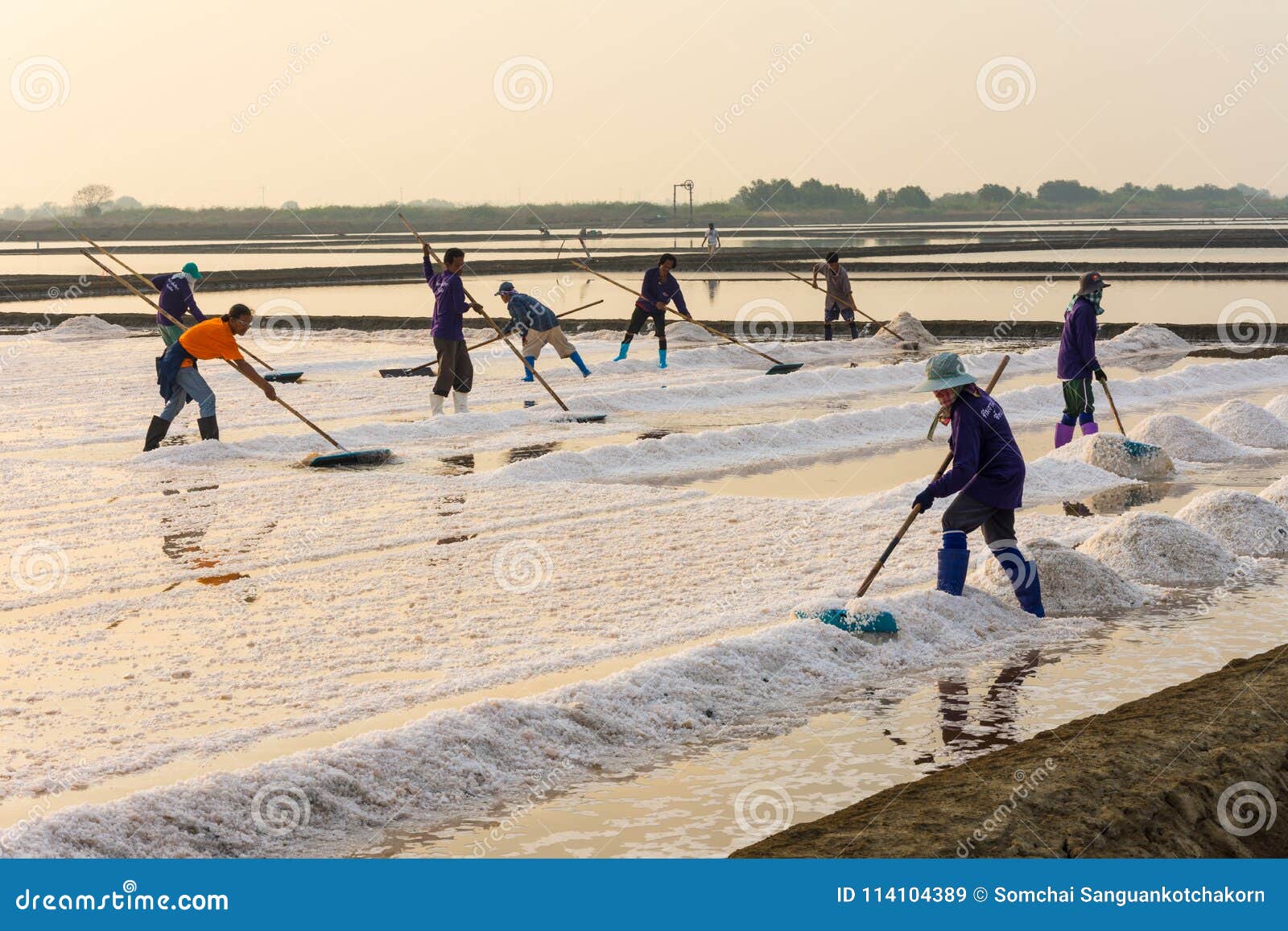Production De Sel Dans La Ferme Image stock éditorial - Image du jour ...