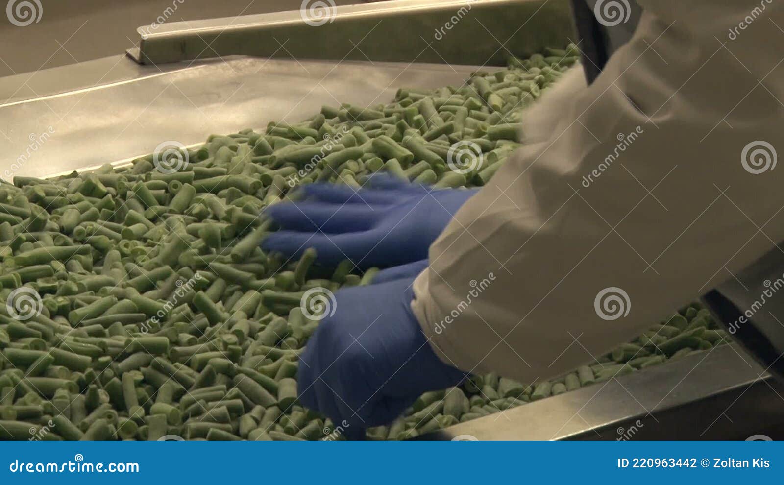 Production of Green Beans in Food Processing Factory. Stock Footage ...