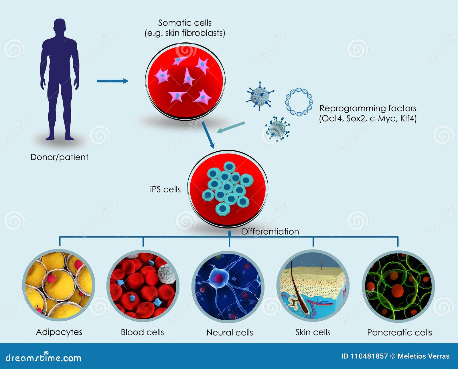 Production of iPSCs stock illustration. Illustration of cells - 110481857