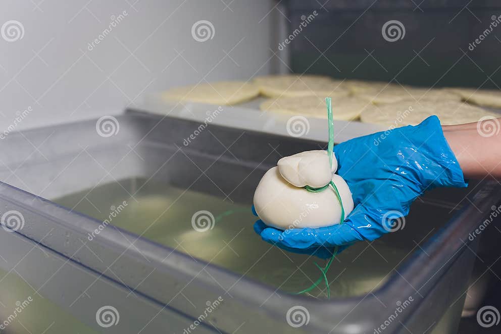Production Process of Mozzarella Cheese, Cheese Making Process. Stock ...