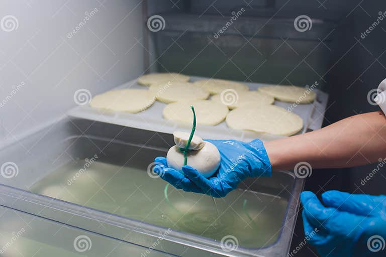 Production Process of Mozzarella Cheese, Cheese Making Process. Stock ...