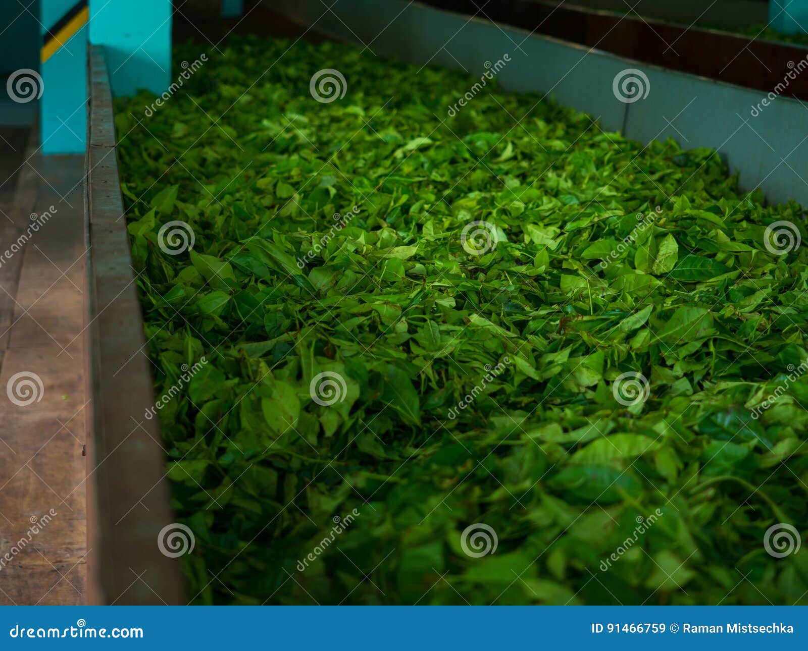 Production of Processing Tea Leaves Stock Image - Image of fresh ...