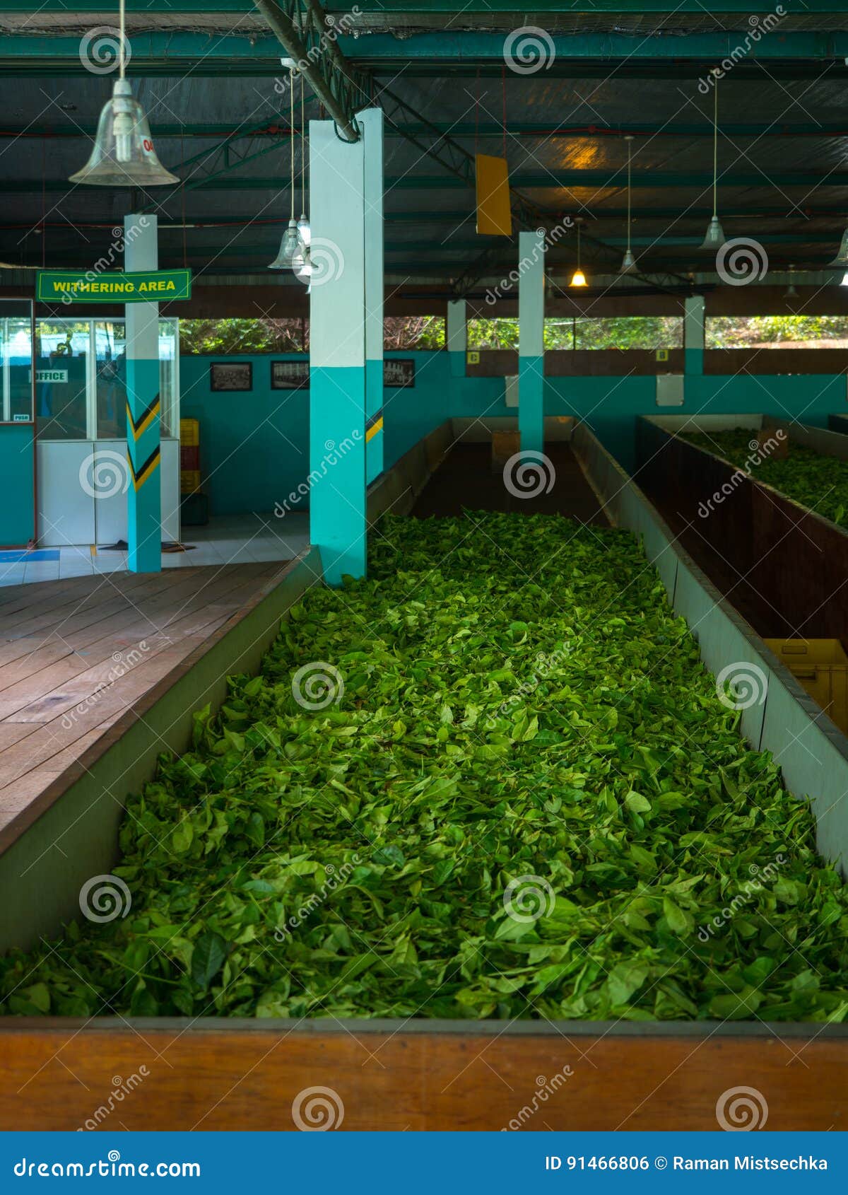 Production of Processing Tea Leaves Stock Photo - Image of farm, india ...