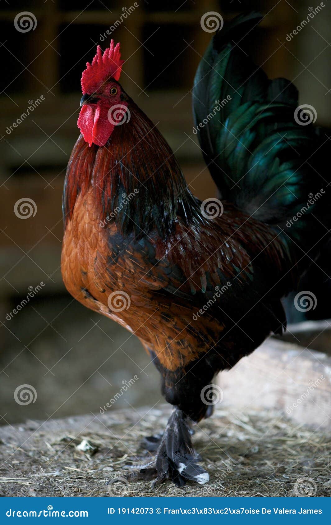 Production Red Rooster or Cockerel from Side Stock Image - Image of ...