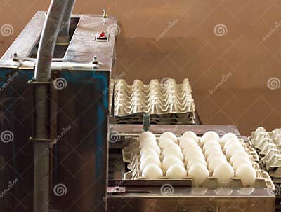Production for Sorting Chicken Eggs, the Process of Selection of ...