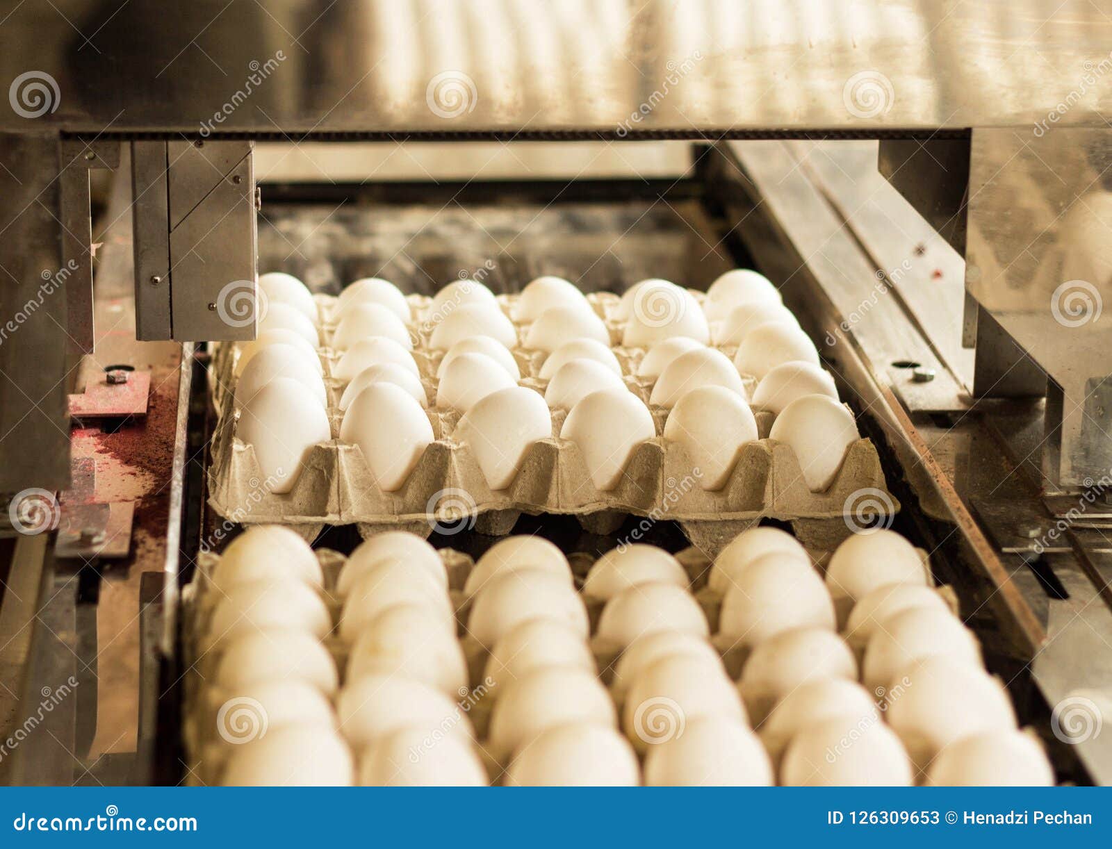 Production for Sorting Chicken Eggs, the Process of Selection of ...