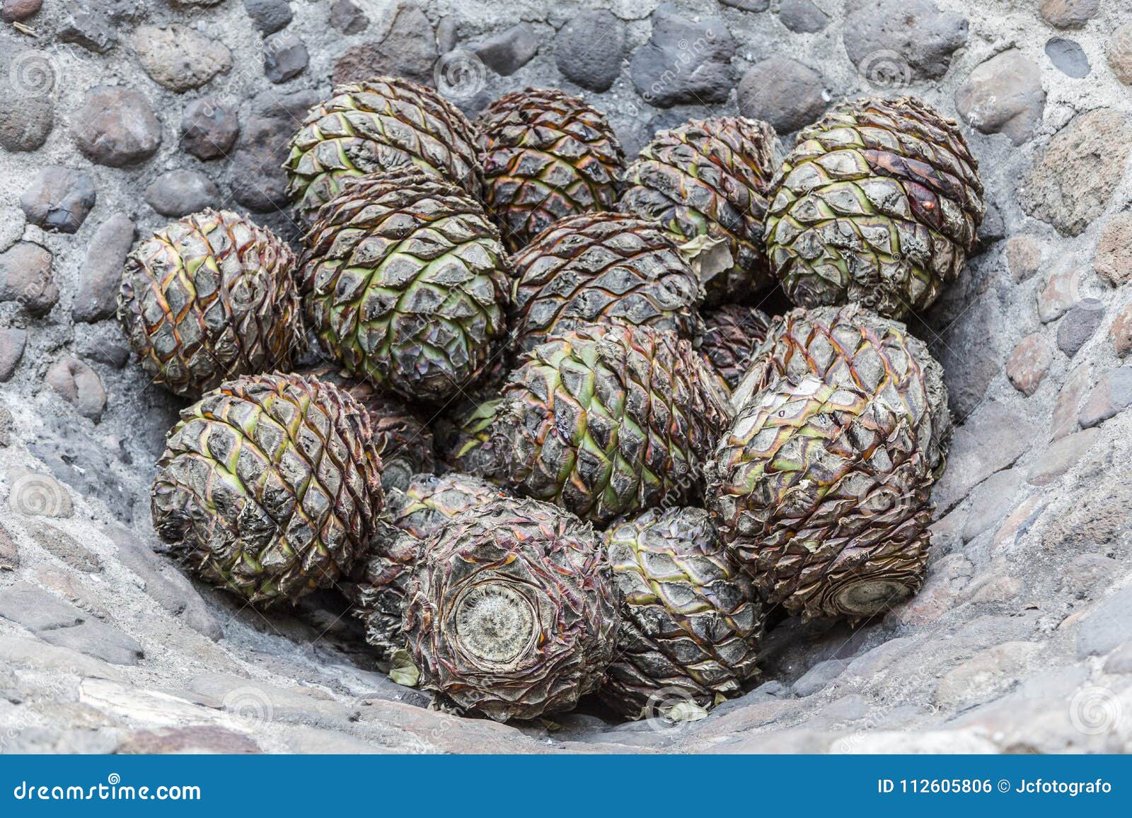 Production of Tequila Several Agaves Ready To Bake Stock Photo - Image ...