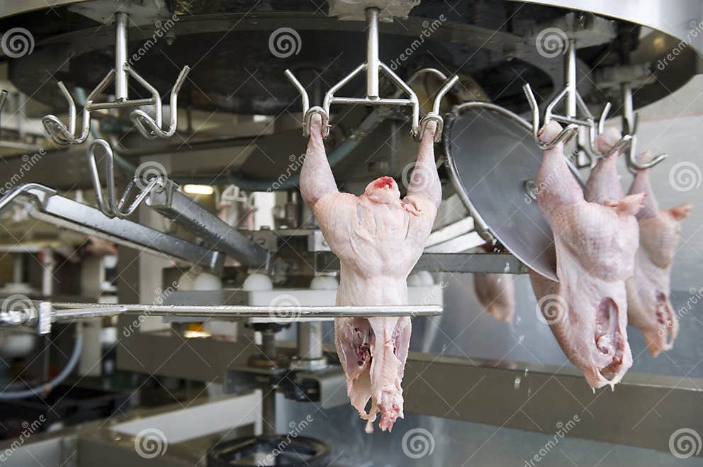 Production of white meat stock photo. Image of slaughterhouse - 18919644