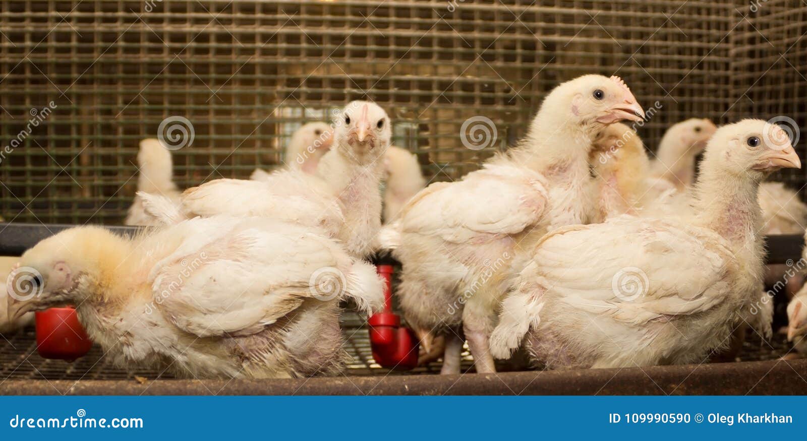 White Chickens at the Poultry Farm. Stock Photo - Image of agricultural ...