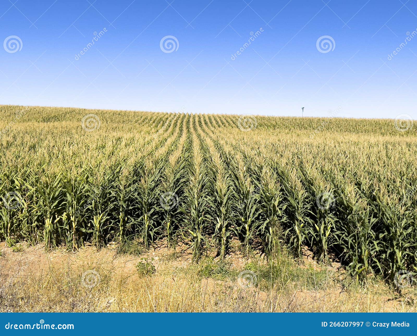 Productive Corn Cultivation and Its Texture in the Fields Stock Image ...