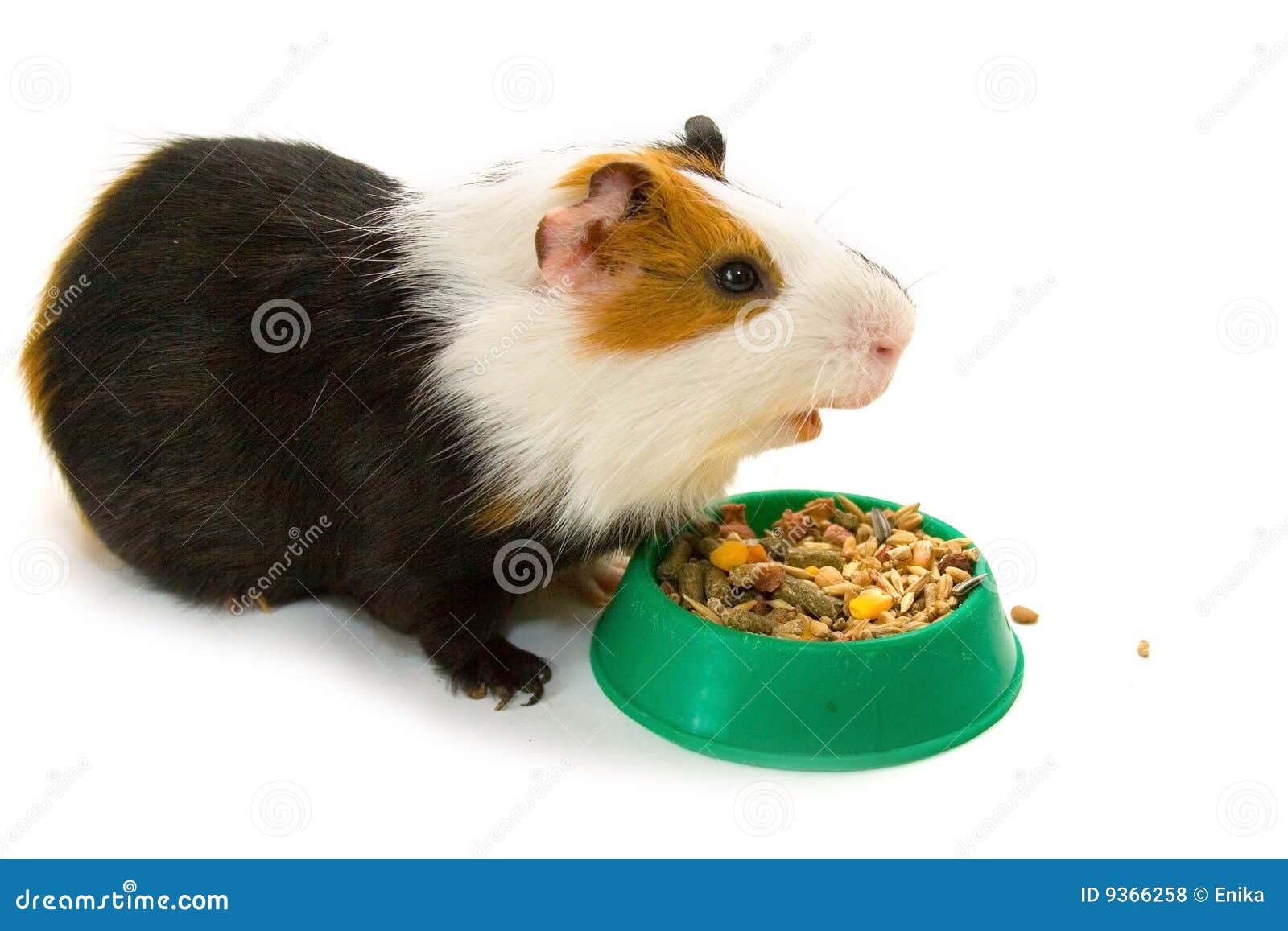 Proefkonijn stock foto. Image of multi, jong, voer, huisdier - 9366258