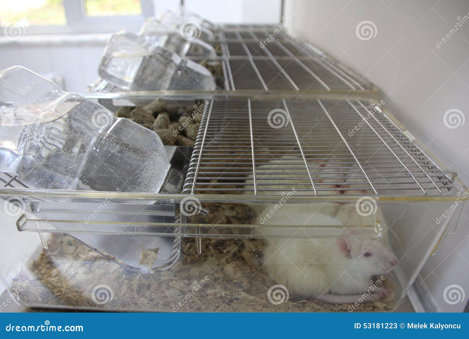 Proefkonijnen, Laboratoriumrat, Muizen Stock Afbeelding - Image of doos ...