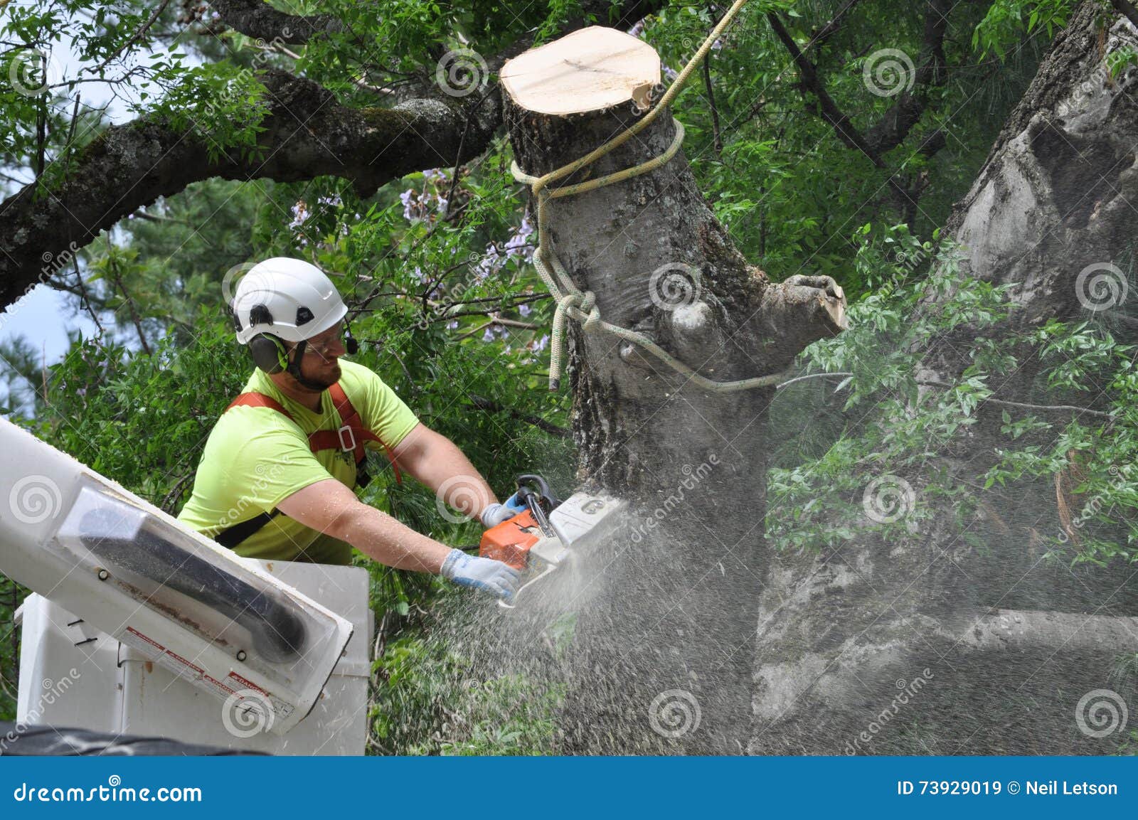 Professional Arborist Working in Crown of Large Tree Stock Image ...