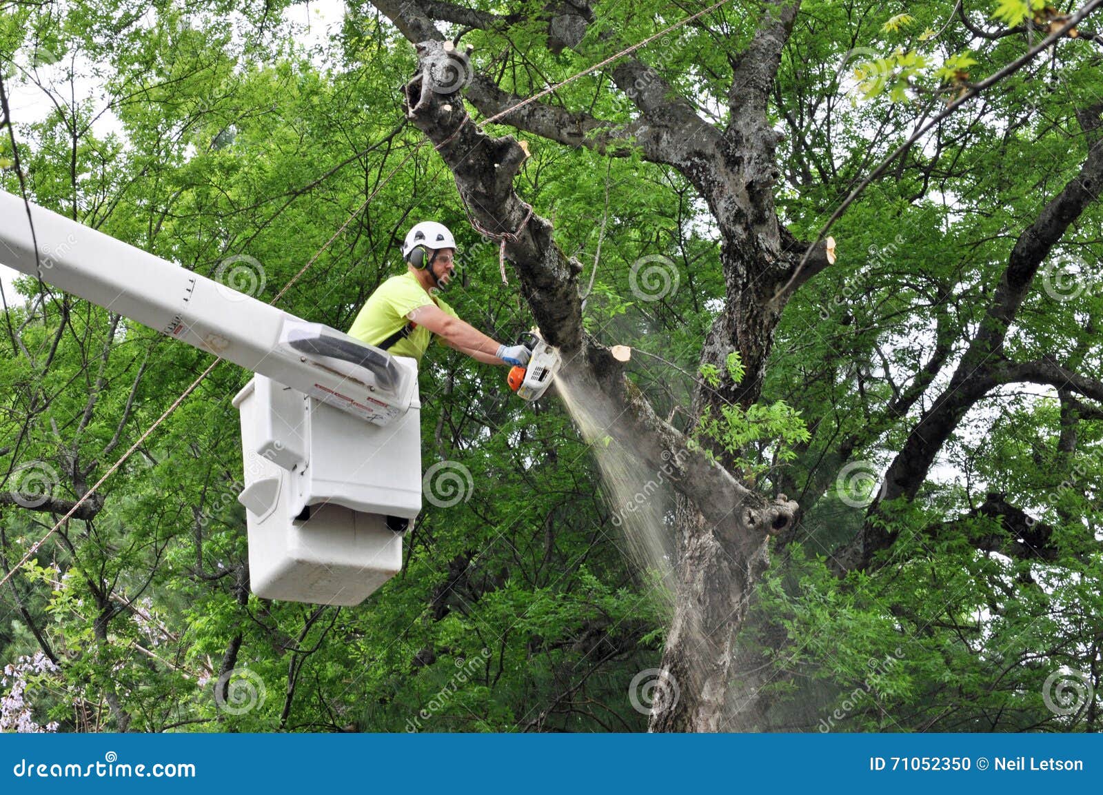 Professional Arborist Working in Crown of Large Tree Stock Photo ...