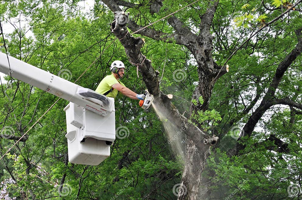 Professional Arborist Working in Crown of Large Tree Stock Photo ...