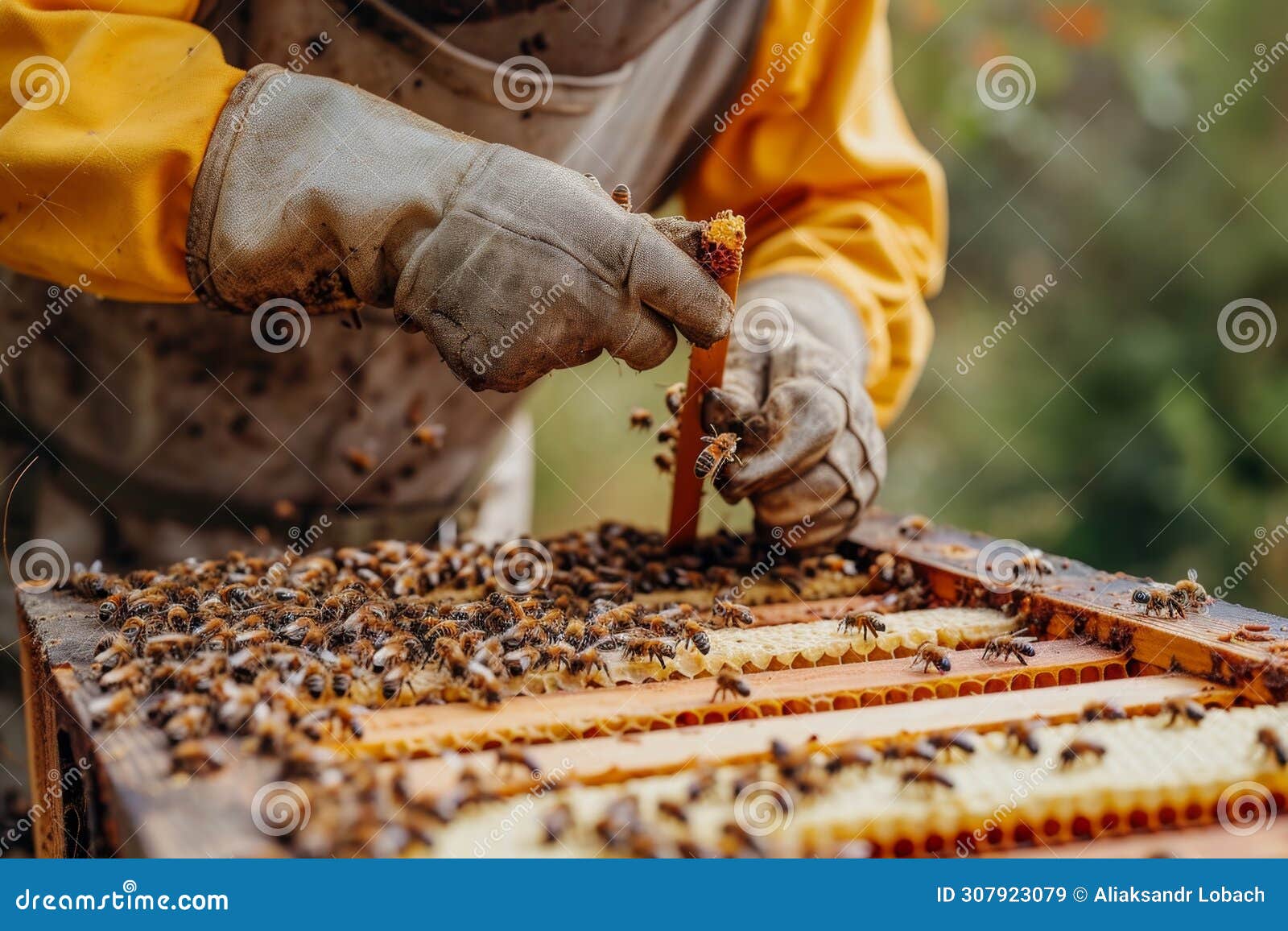 A Professional Beekeeper Working on Collecting Honey from Beehives ...