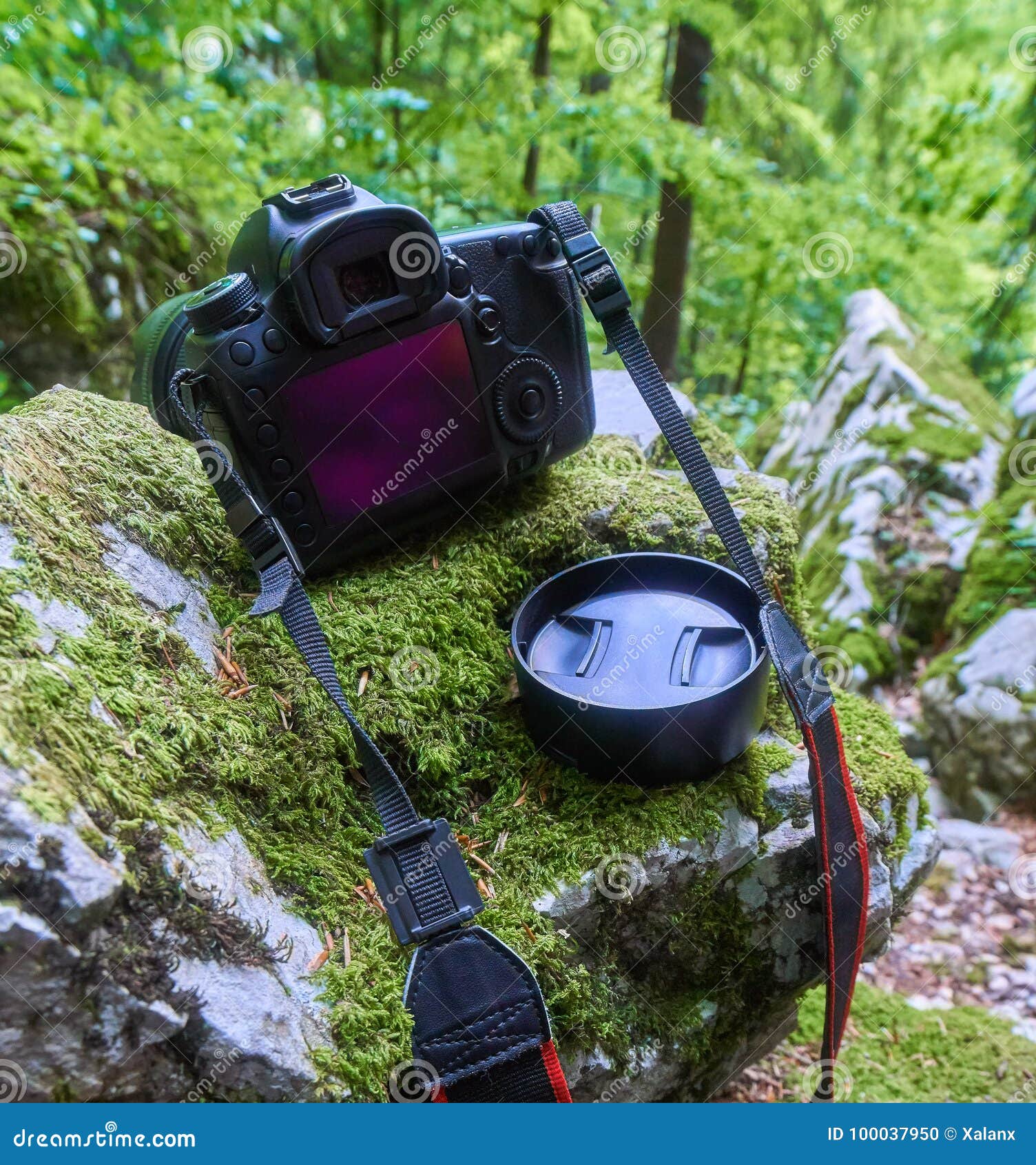 Professional Camera in the Forest Stock Photo - Image of exploration ...