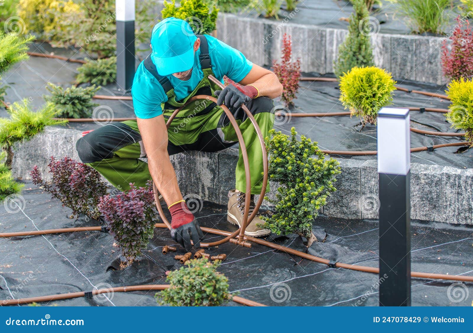 Professional Landscaper Building Drip Irrigation System In A Garden