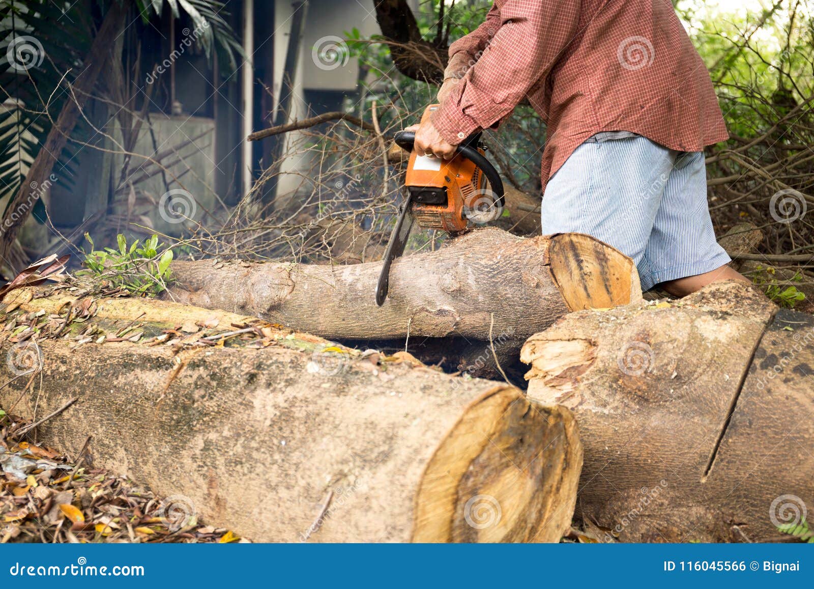 Professional Chainsaw Blade Cutting Log of Wood Stock Photo - Image of ...